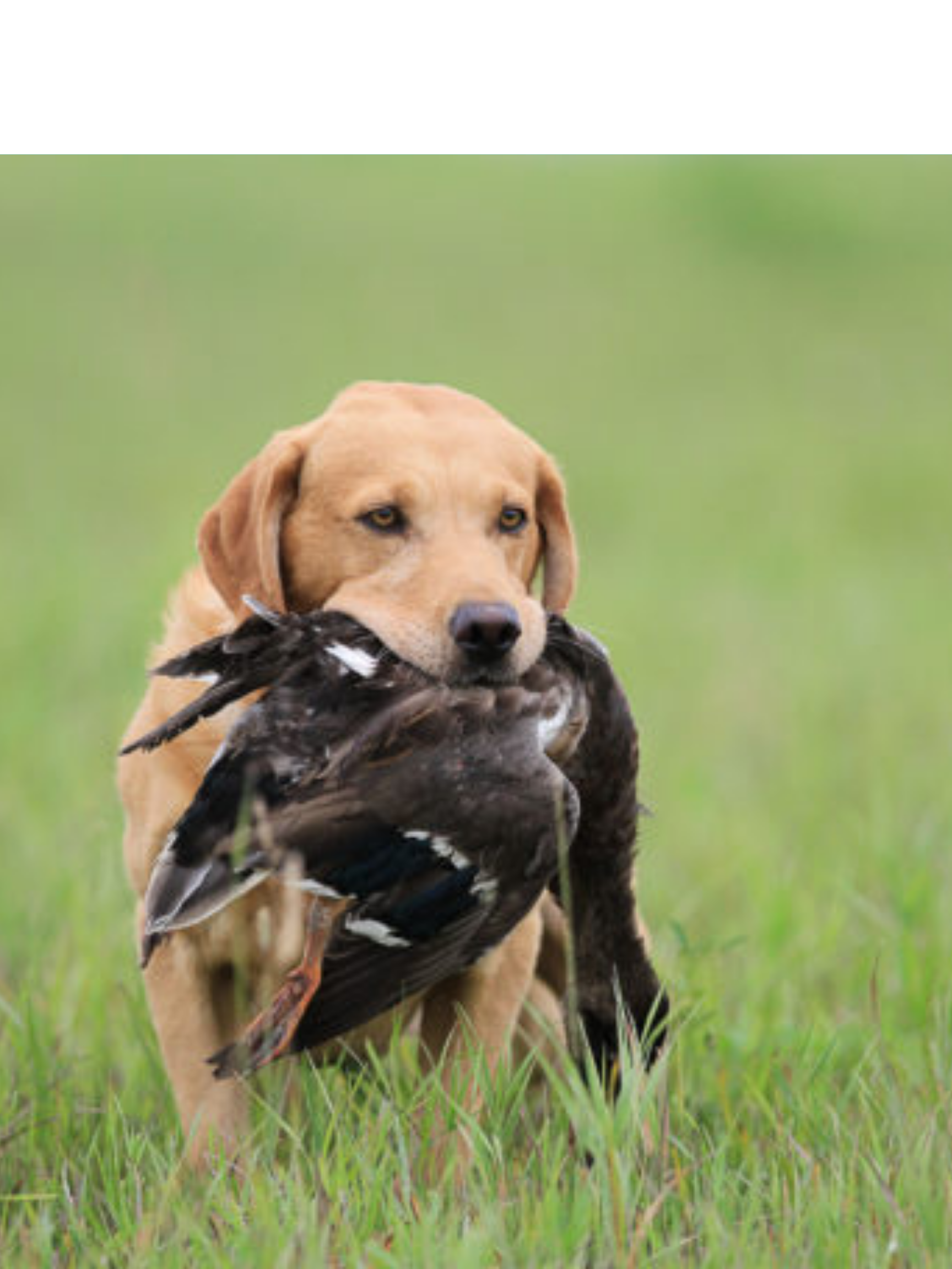 Hunting Retriever Club: Hunt Test - Huntsville Sports Commission